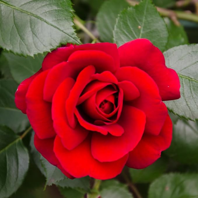 Carbeth Plants Red Rose Bush Stromboli - 1 Rose Plant in 3L Pot ...