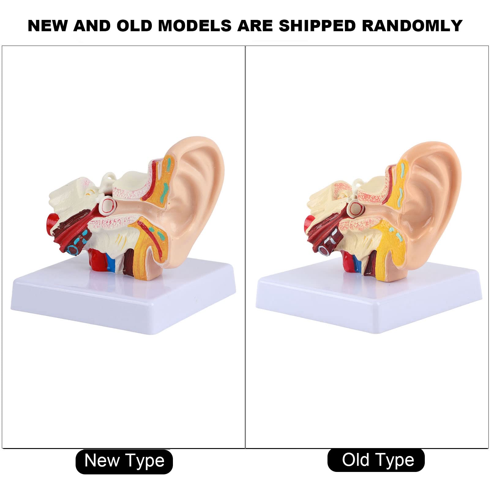 Modèle D'anatomie De L'oreille Fiche IDE Anatomie Oreille Cours