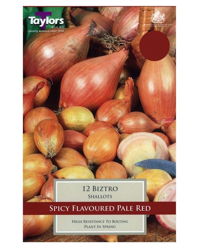 Shallot Biztro (pack of 12) : Amazon.co.uk: Garden