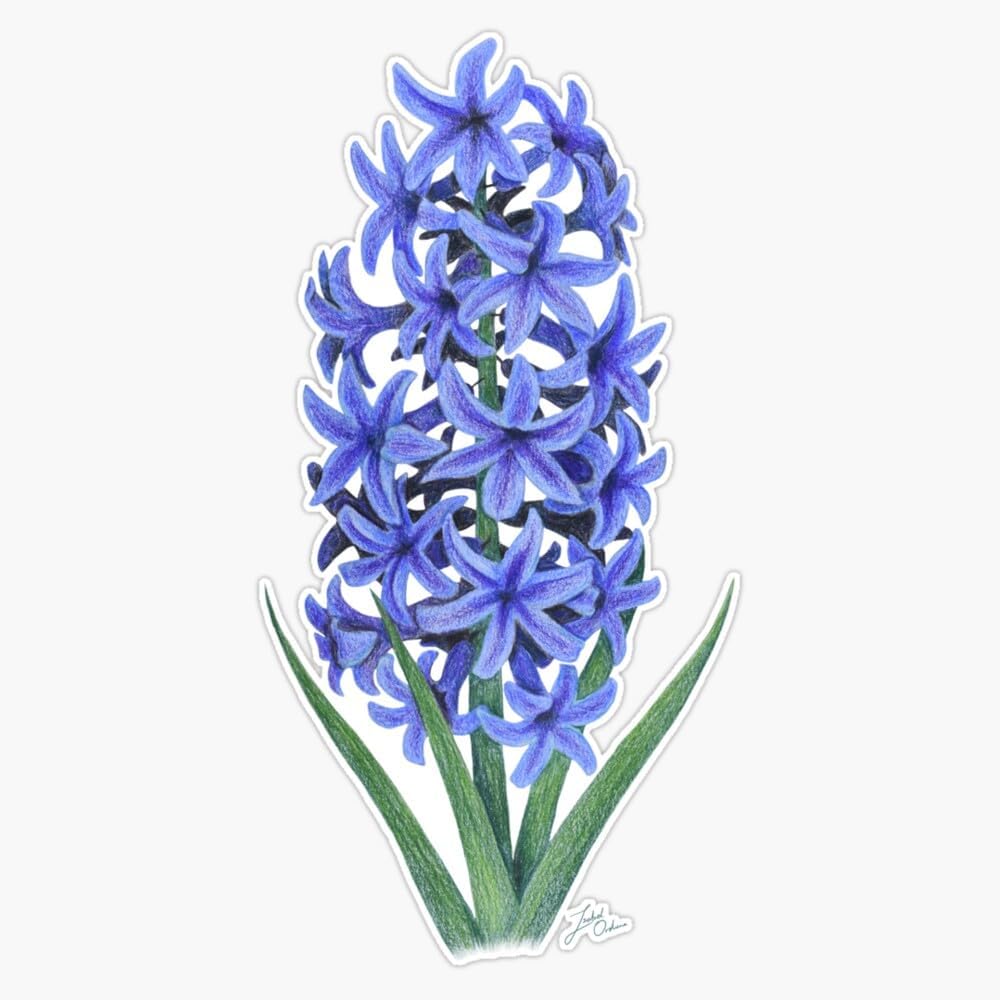 Amazon.com - Hyacinth Bumper Sticker Vinyl Decal 5"