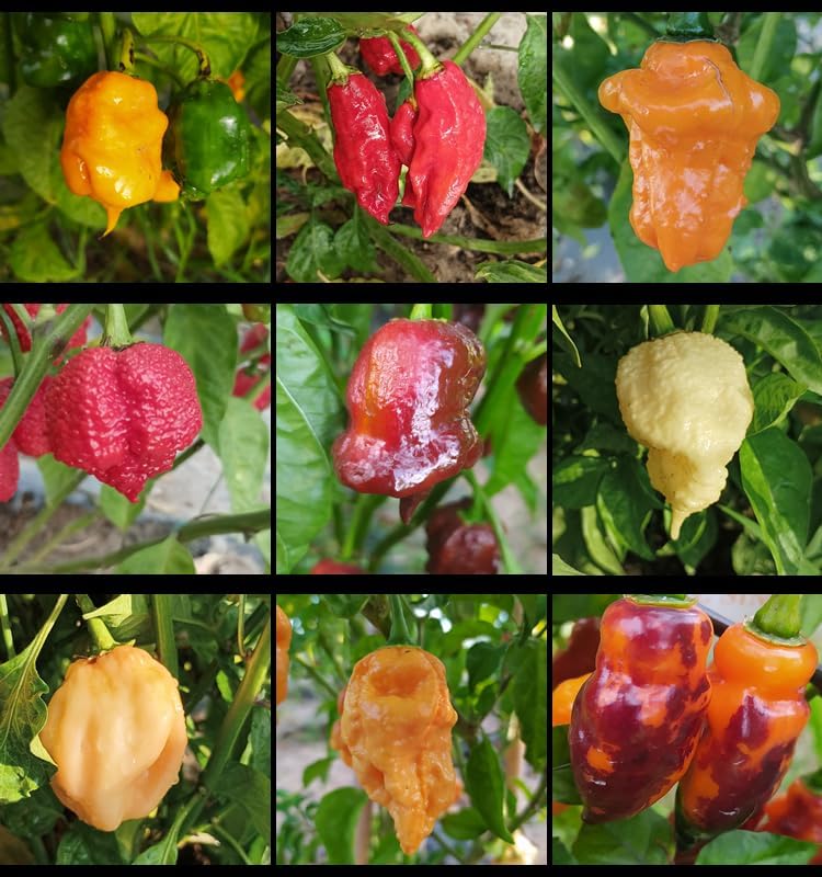 Traumgarten2014 Chili Set 9 scharfe Sorten für Hobbygärtner, die ...