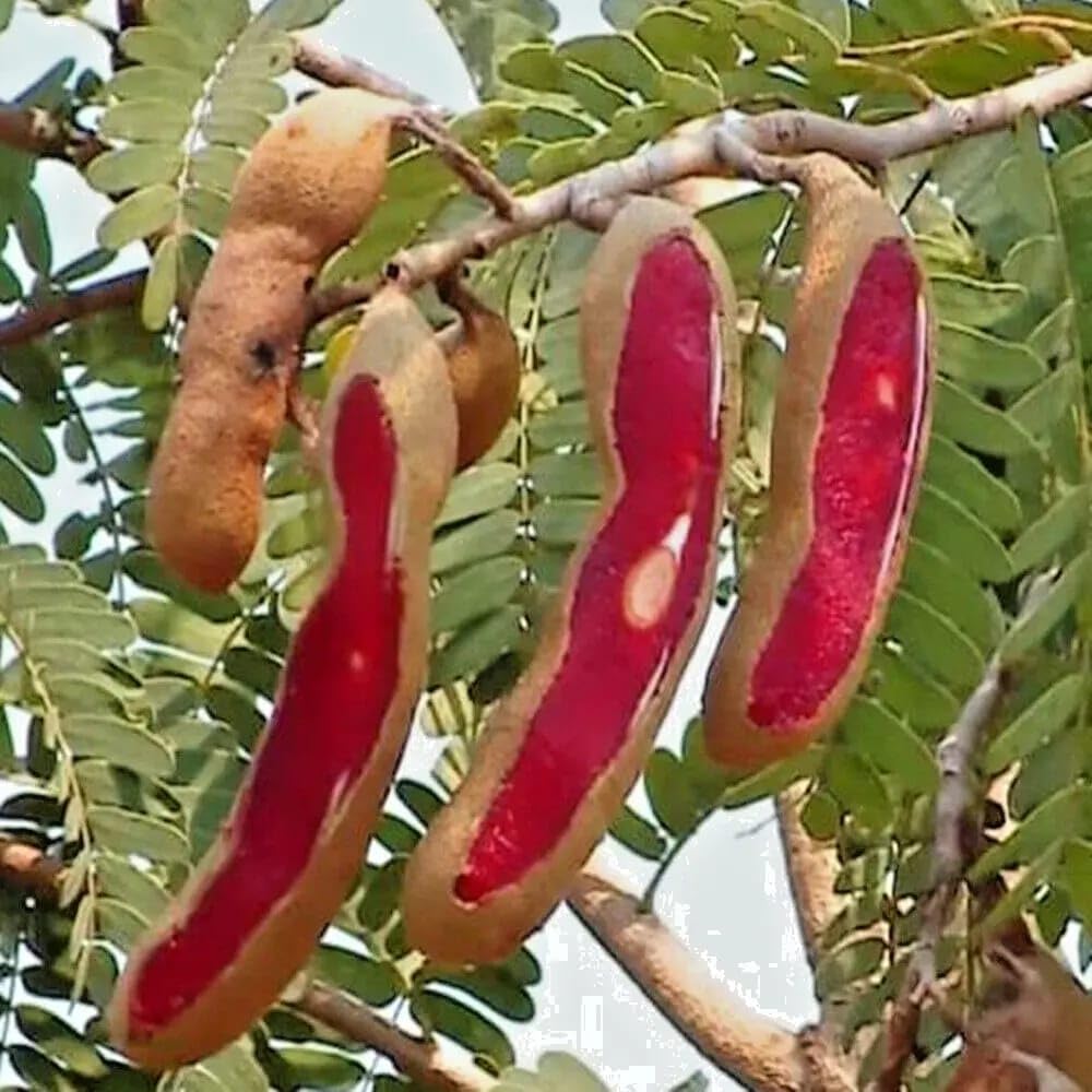 Indonesian Sweet Red Tamarind Grafted Plant (All Time) Misti Lal Tentul ...