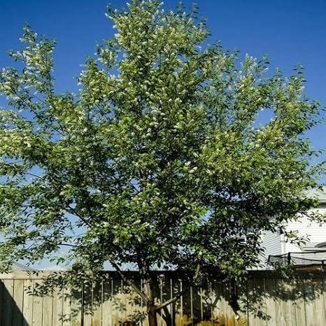 Las semillas del árbol de capulín (Prunus virginiana) + 25 Semillas ...
