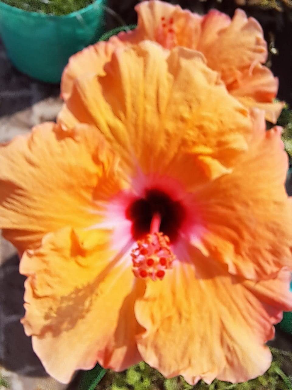 myBageecha - Yellow Fellow Hibiscus Live Plant | Shoe Flower | Jasoos ...