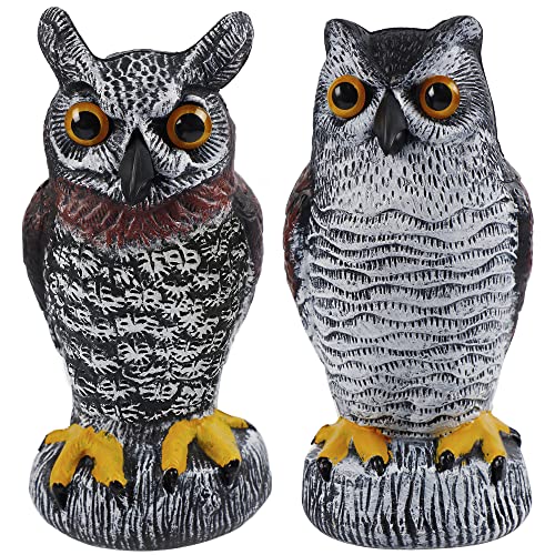 Top 10 Duck Repellent For Pool of 2022 - Katynel