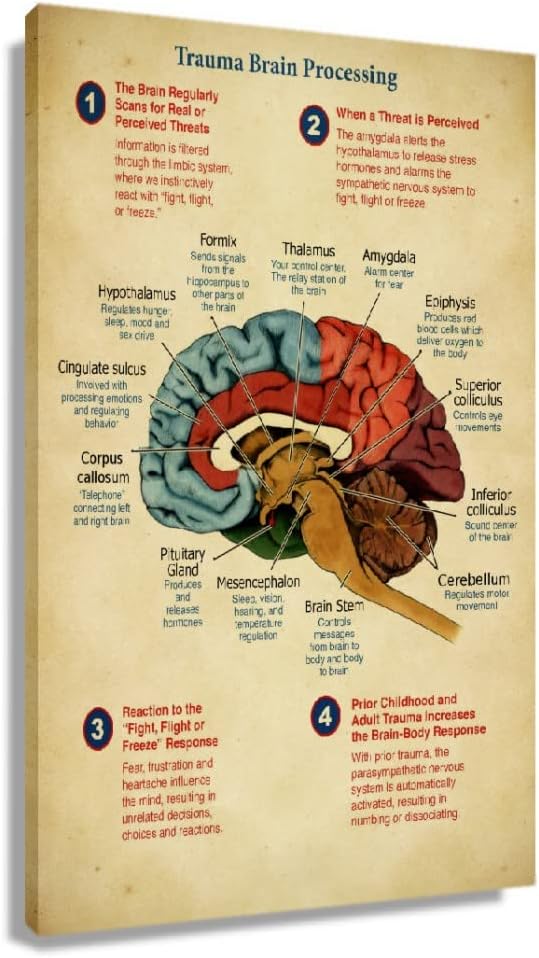Amazon.com: Brain Poster Vintage Anatomy Wall Art Framed Medical Prints ...