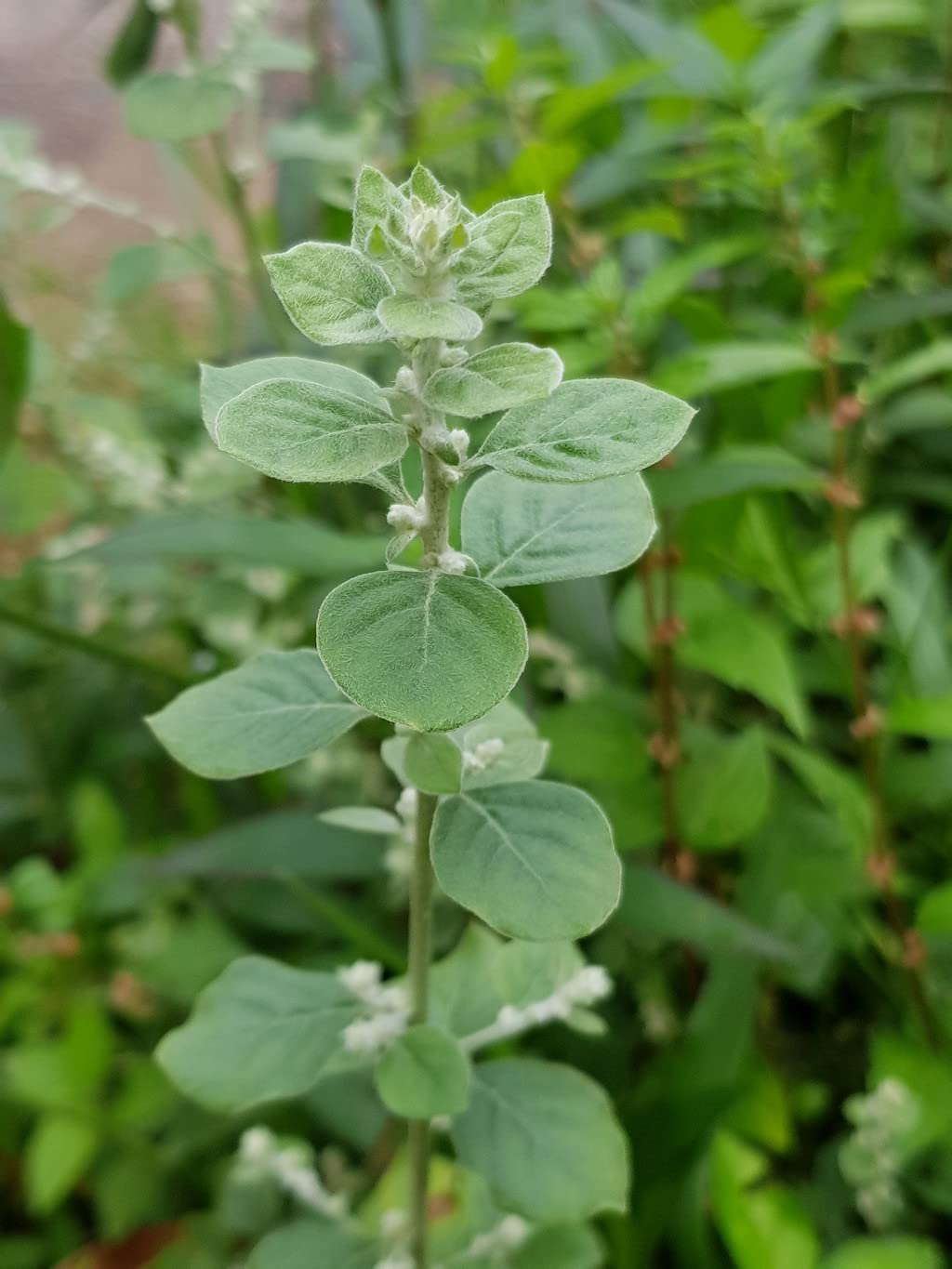 Buy OhhSome Sirupeelai | Aerva Lanata Mountain Knot Grass Herbal Plants ...