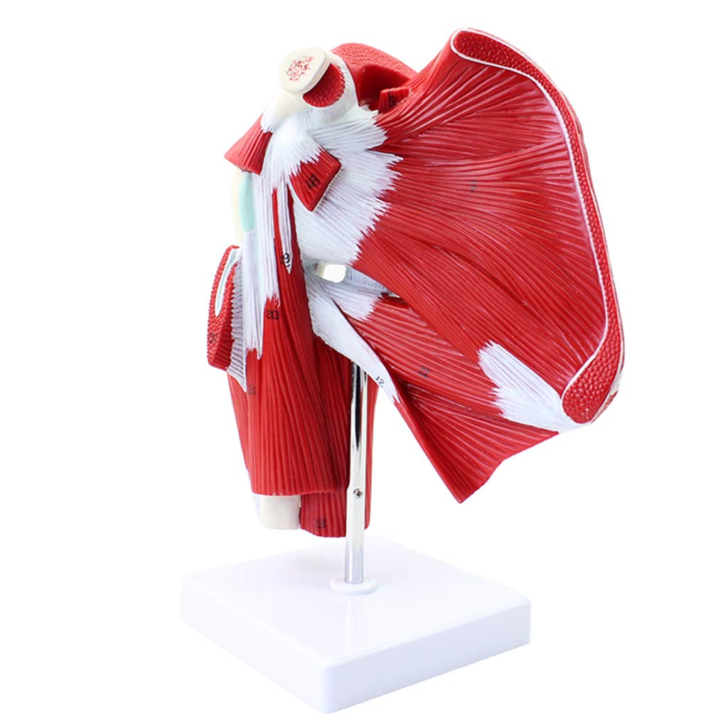 Buy LUCKFY Scientific Human Anatomy - Shoulder Joint Model with Muscle ...