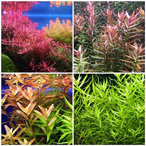 Rotala Colorata