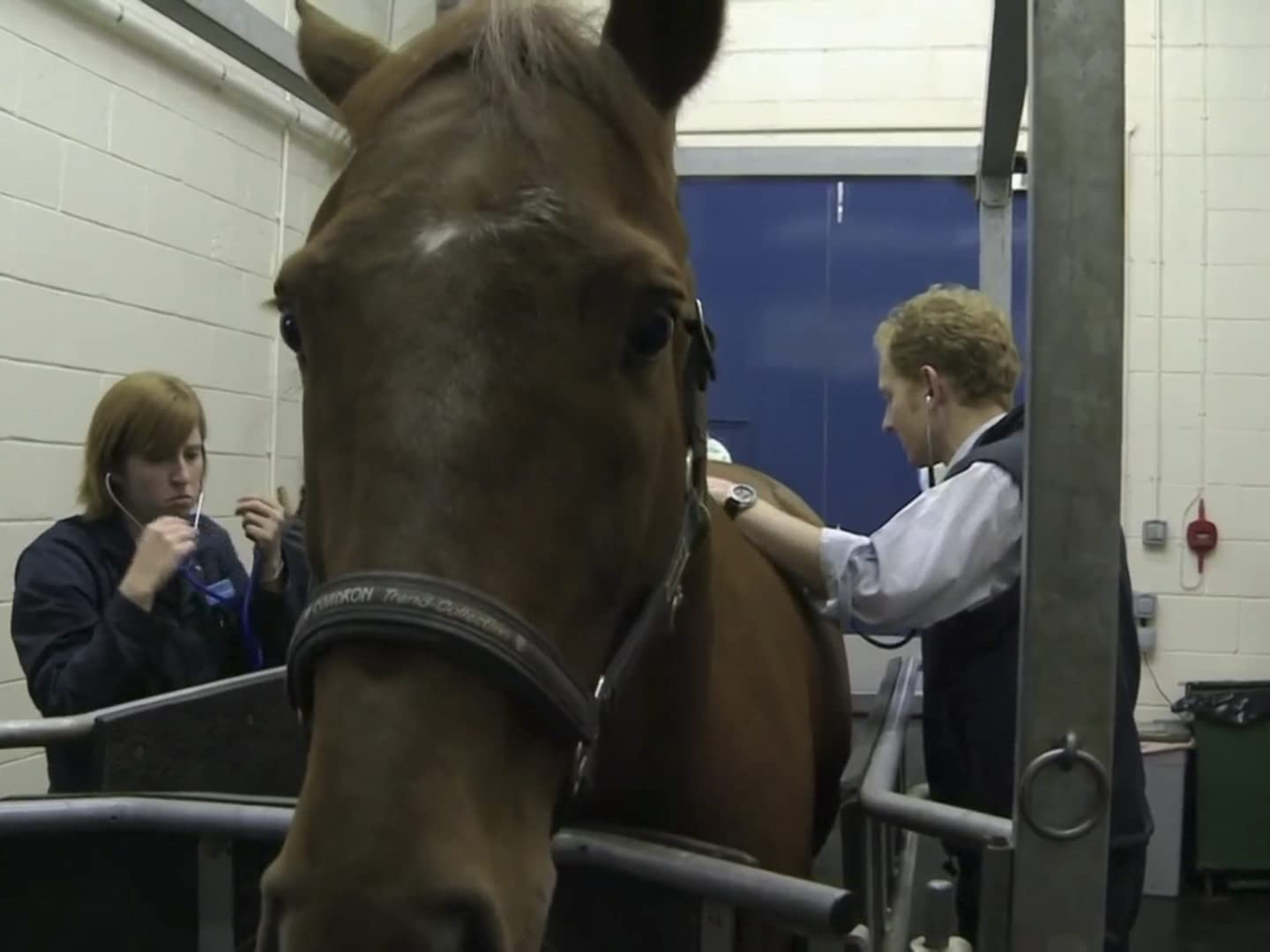 Watch Animal ER - Season 1 | Prime Video