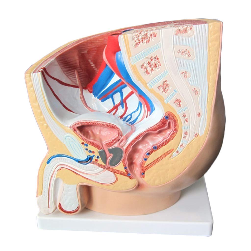 Teaching Model Assembly Educational Model Male Pelvic Cavity Anatomical 5956