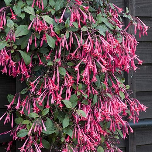 Fuchsia Eruption 5 Premium Grow Your own Hardy Postiplugs Garden Plants ...
