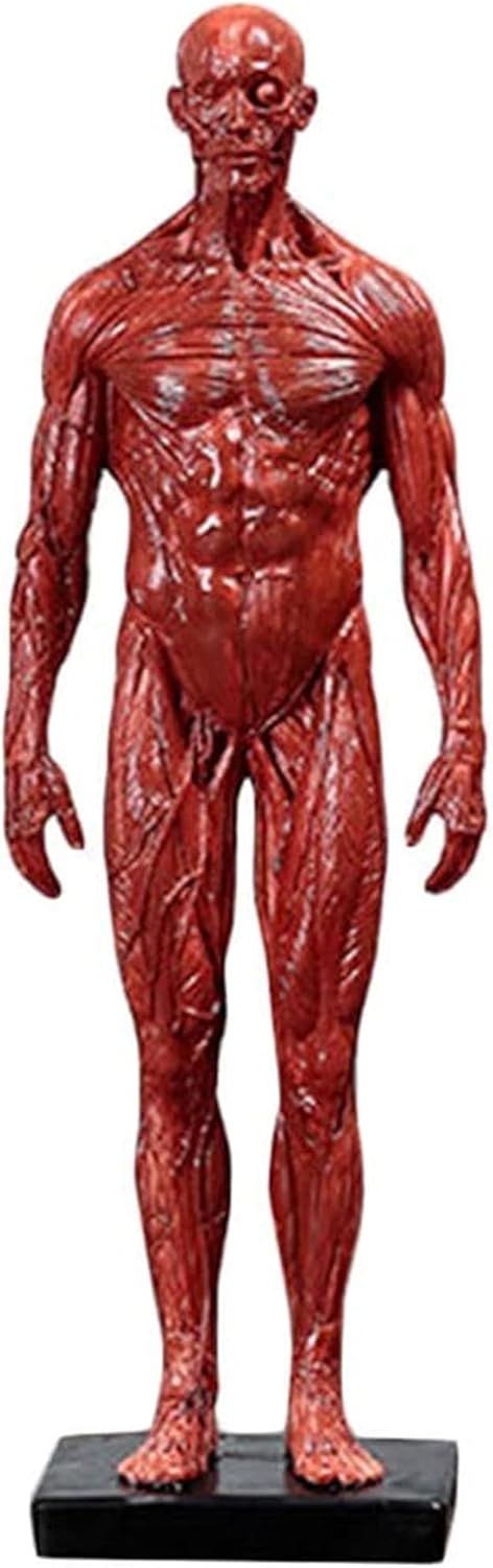 Educational Model 11 Inch Human Anatomy Figure - Human Body ...