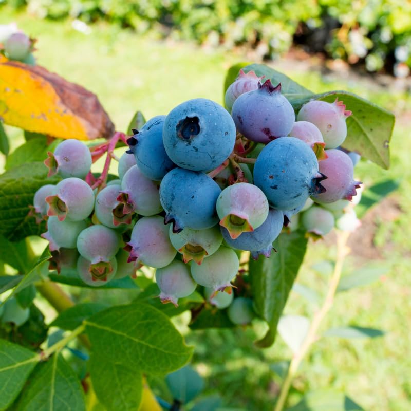Blueberry Fruit Trees