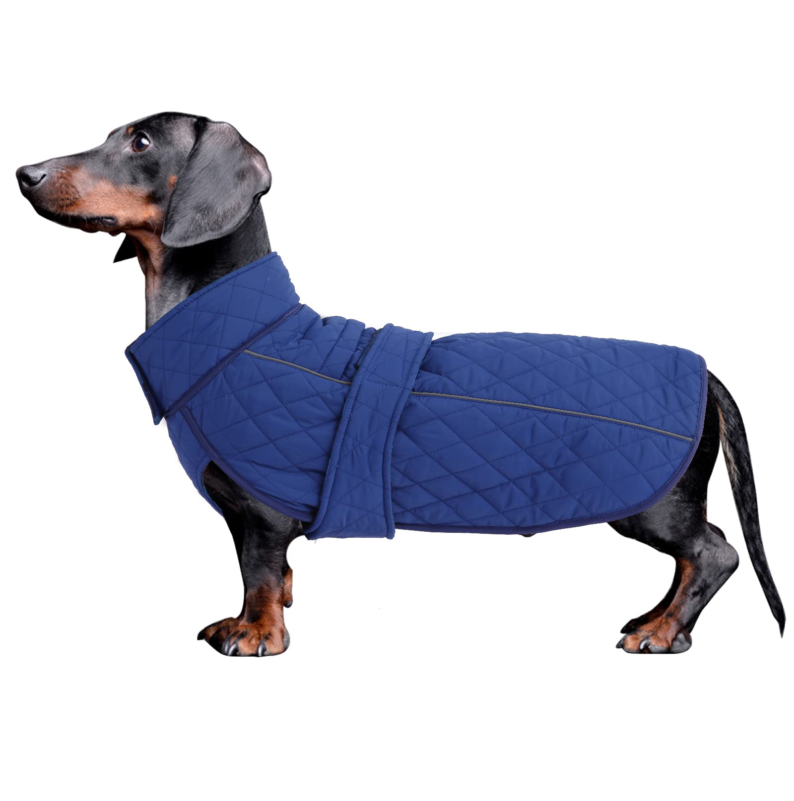 Amazon.com : Dachshund Coat Waterproof, Perfect for Dachshund Sausage ...