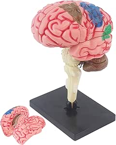 Nogiveupp Brain Model For Kids, Human Brain Model, Anatomical Model ...