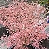 Acer palmatum Taylor - Japanese Maple Tree | Large Outdoor Garden Ready ...