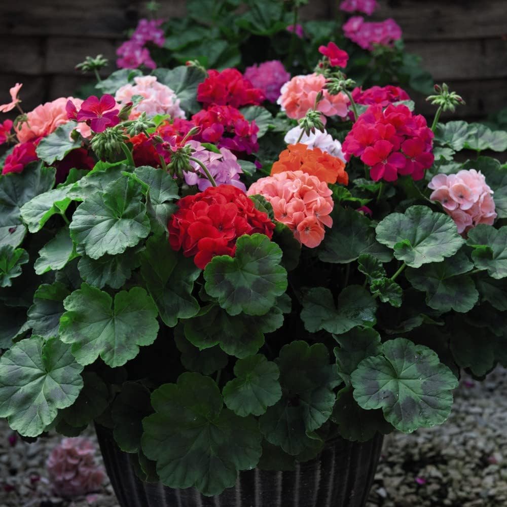 Geranium Jackpot Mixed Garden Plant Half-Hardy Perennial Flowering ...