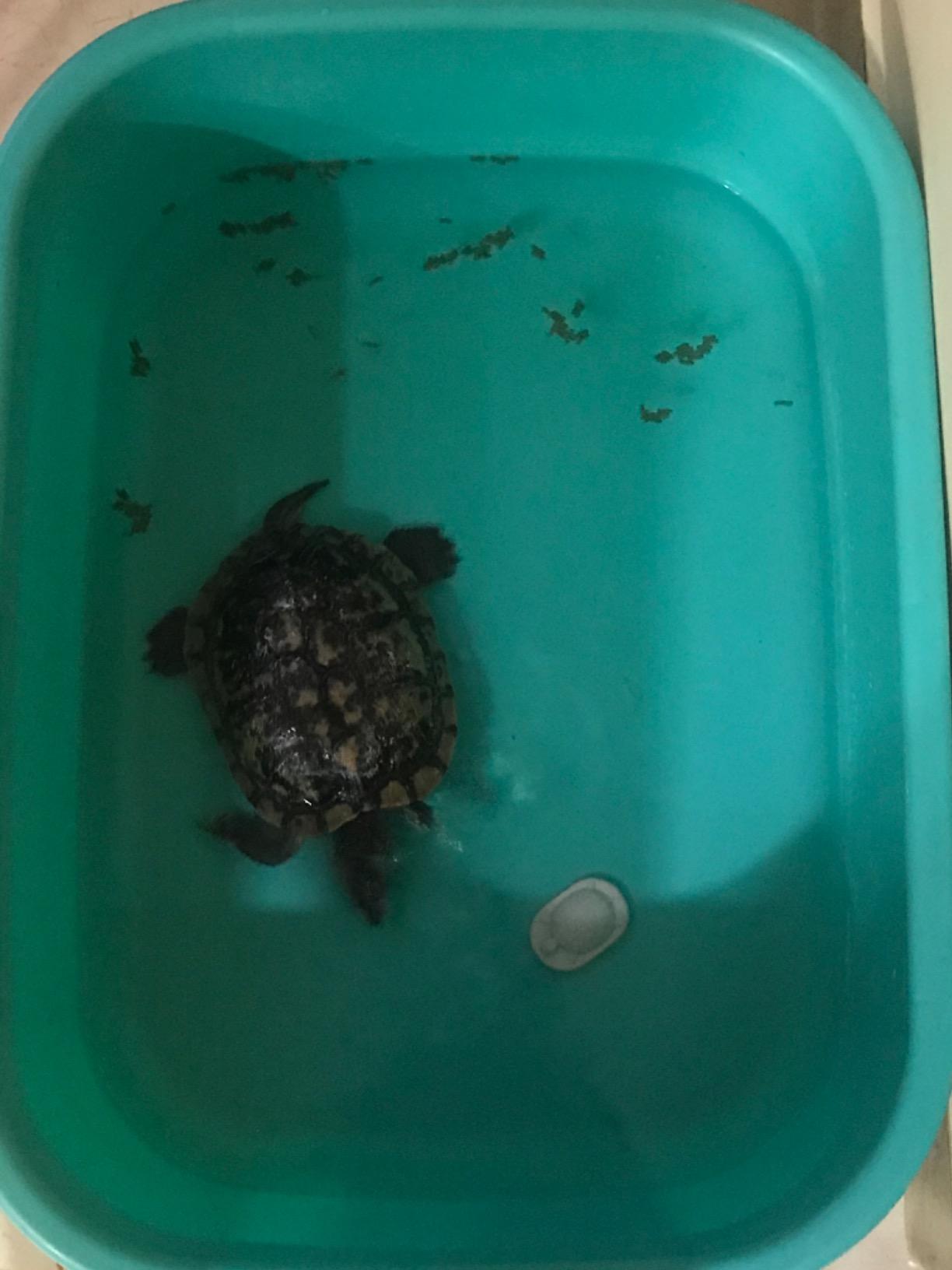 Foodie Puppies Turtle Conditioner (Pack of 3) | Enriched with Calcium ...