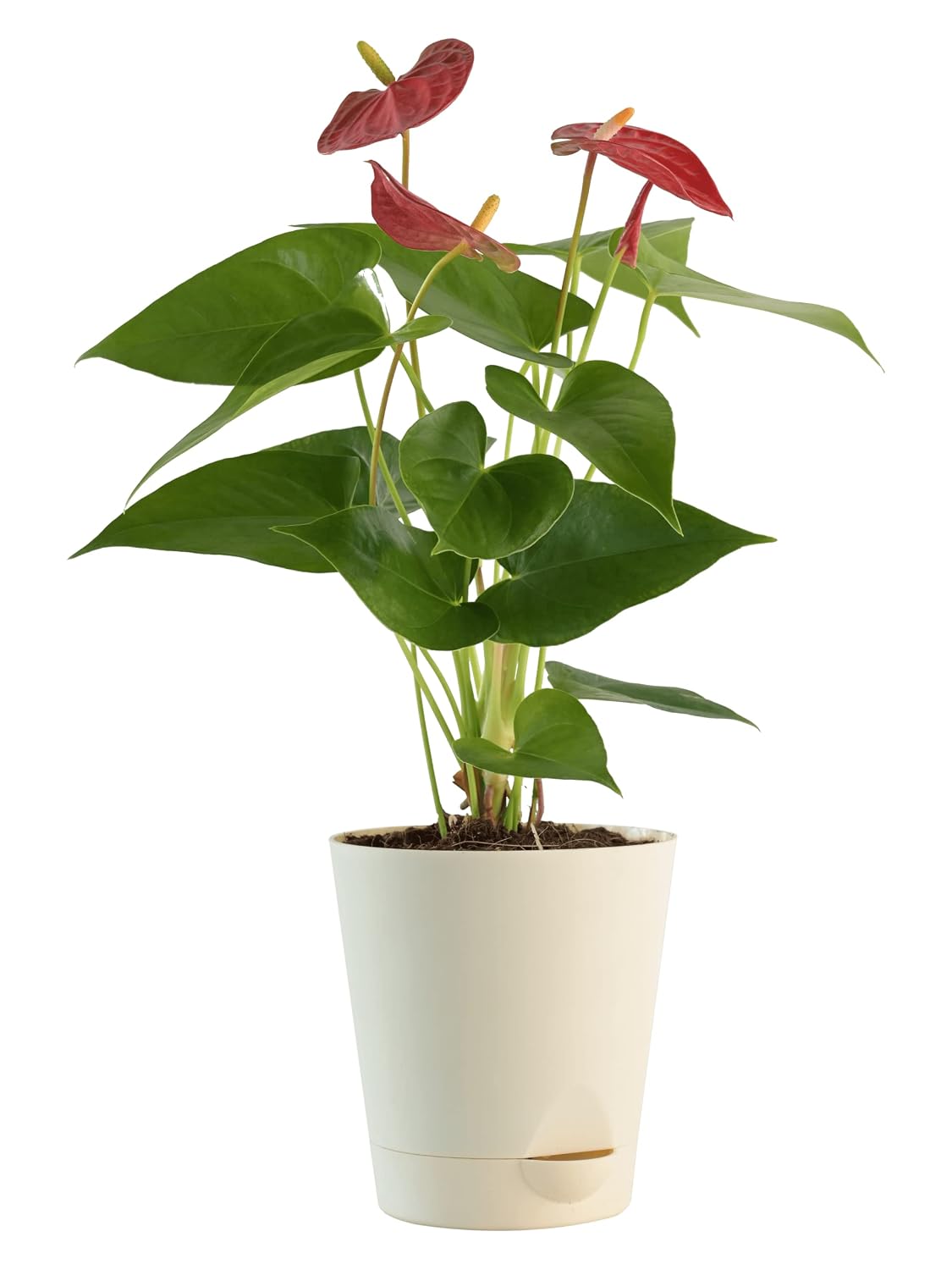 Ugaoo Anthurium Red Mini Live Indoor Plant with Self Watering Pot ...