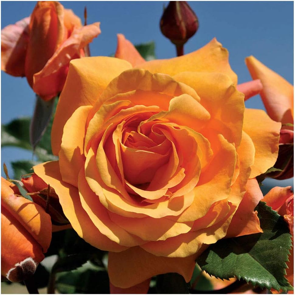 Amazon.com : Stargazer Perennials - Arborose Tangerine Skies Climbing ...