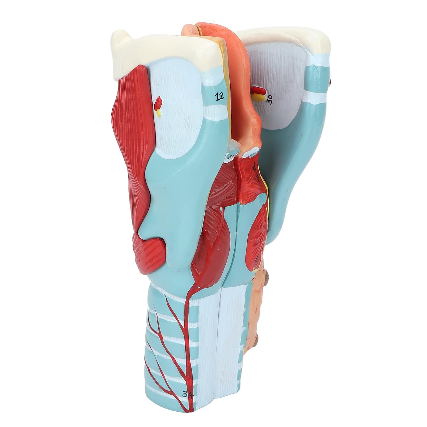 Accurate Throat Model, Vinyl 2x High Magnification Simulation Human ...