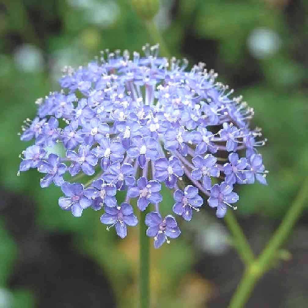 Amazon.com : Blue Lace Flower Seeds - 200 Seeds - Didiscus Caeruleus ...