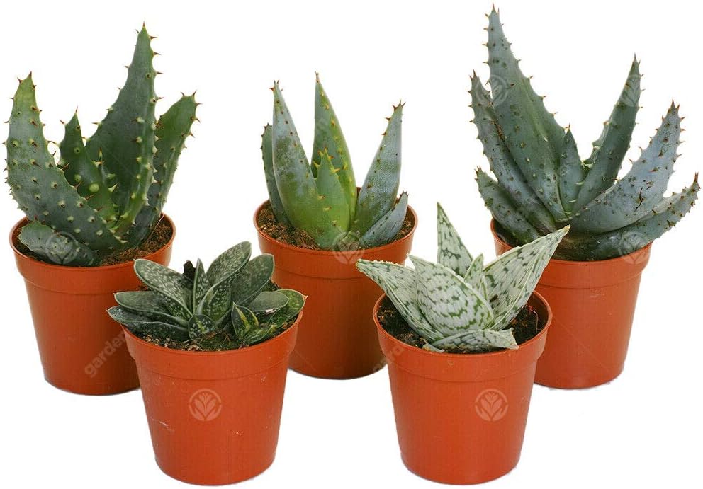 Rainbow Cacti Set of 3 : Amazon.co.uk: Garden