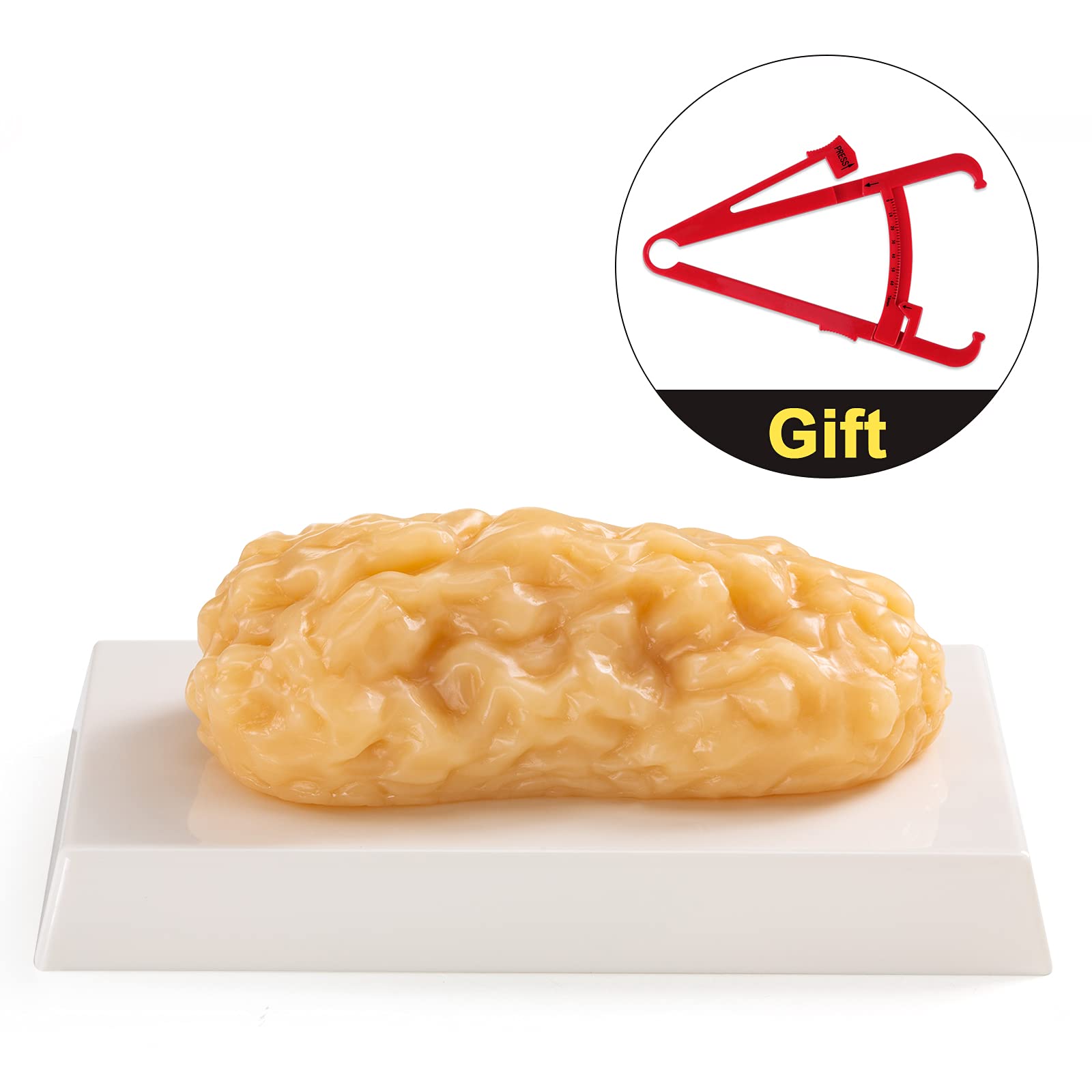 Snapklik.com : 1 Lb Human Body Fat Model, Fat Replica, Anatomical Model ...