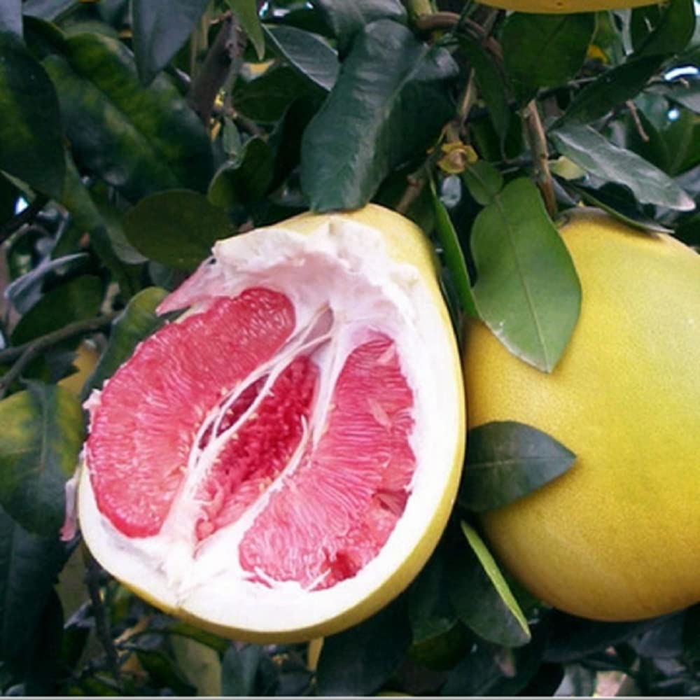 IXORA Seedless Jambura Pomelo Gaint Chakotra Batabi Lebu kambili ...