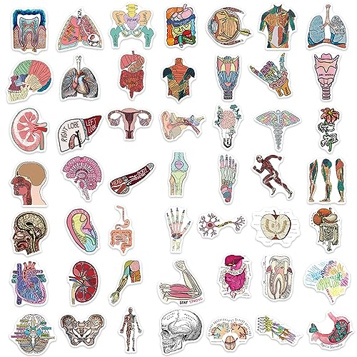 Snapklik.com : 50Pcs Anatomy Stickers, Human Anatomy Decals, Body Part ...