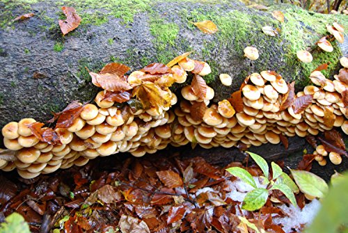 Amazon.co.jp Best Sellers: The most popular items in Fresh Nameko Mushrooms