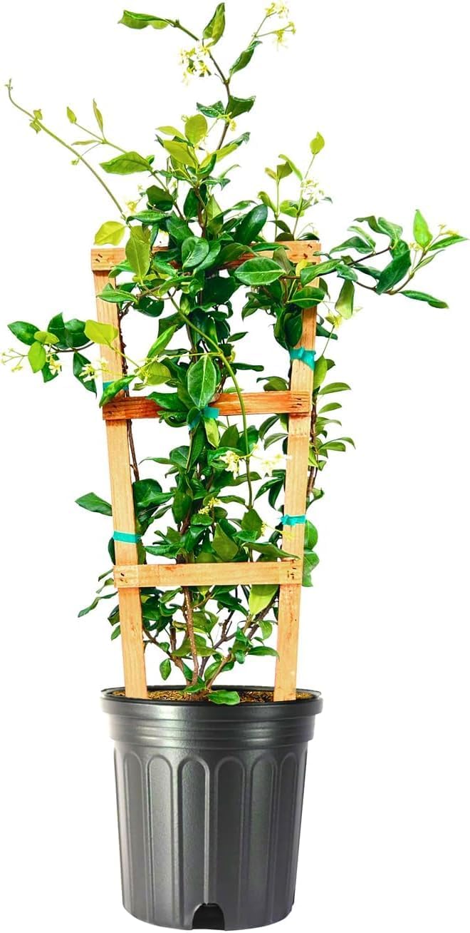 Amazon.com : 2 Live Jasmine Plants - 5 Inc to 7 Inc Tall - 2 Well ...
