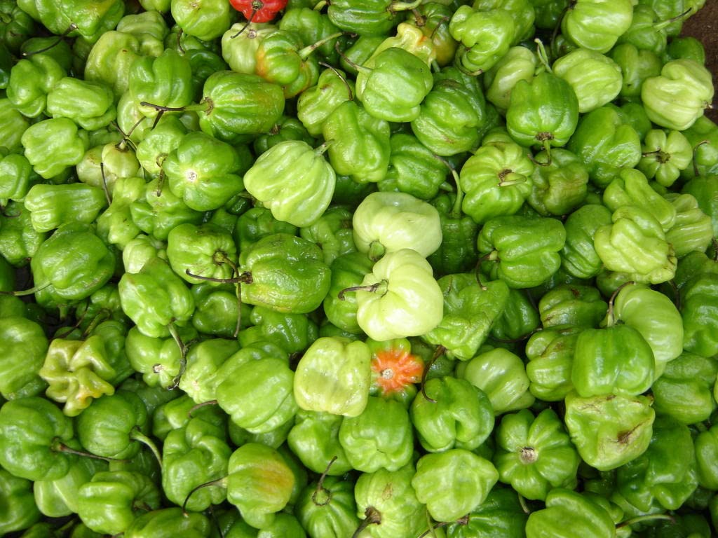 Amazon.com : 10 Seeds (Aji Chombo Pepper Seed ~ Rare Scotch Bonnet ...