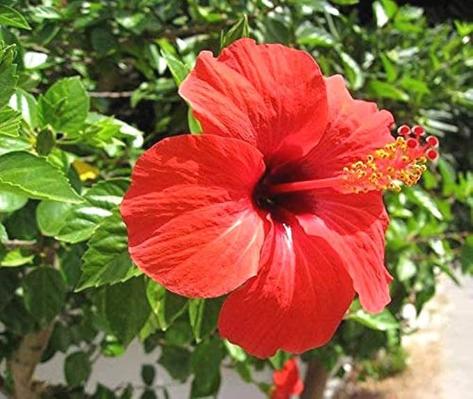 NIJI NURSERY Chinese hibiscus Gurhal Hibiscus rosa-sinensis Mandara ...