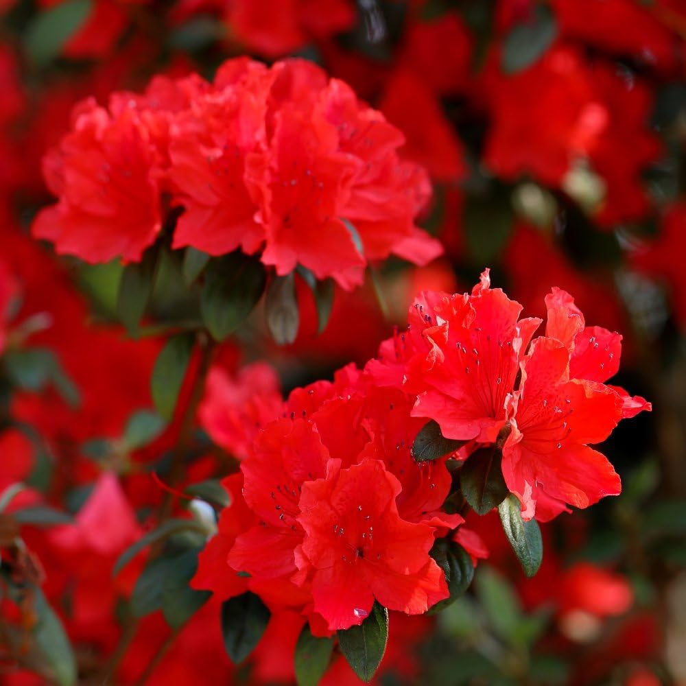 Azalea Japonica ‘Red’ - Hardy Shrub - Vibrant Red Flowering - Evergreen ...