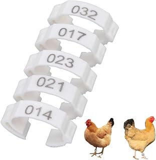 What’S A Chicken’S Foot Called? Uncovering The Surprising Term | CyChicken