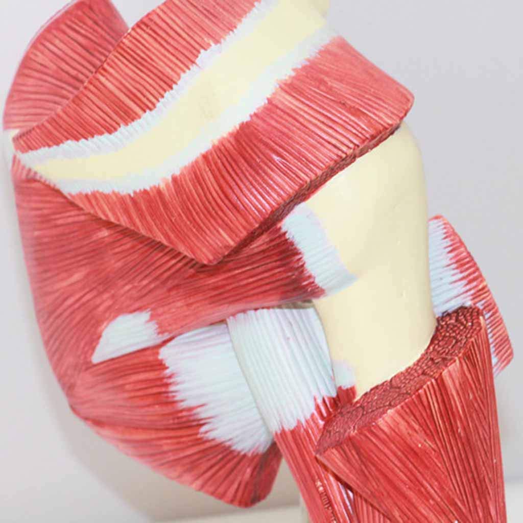 Buy LAErper Teaching Model, Human Muscle Anatomical Model,Shoulder ...