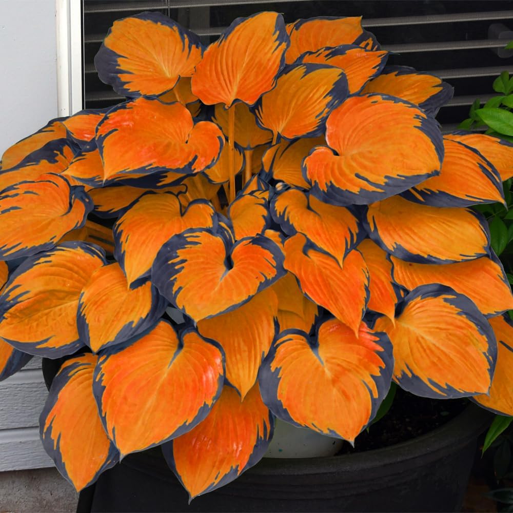 Amazon.com : Seflore Hosta Seeds for Planting, 200 Rare Hosta Seeds to ...