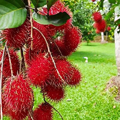 Rambutan tree - How to grow & care