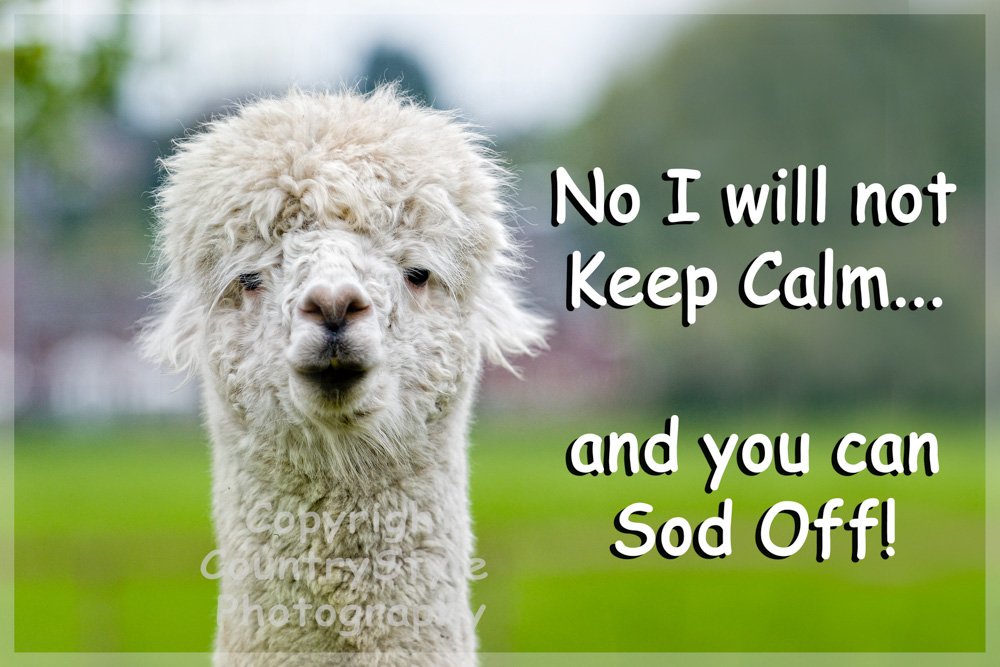 Alpaca Llama Memes