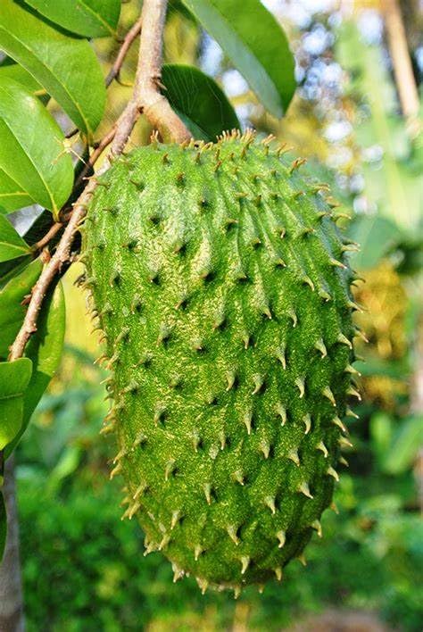 Mridul Nursery Corossol Annona muricata Soursop Graviola Brazilian Paw ...