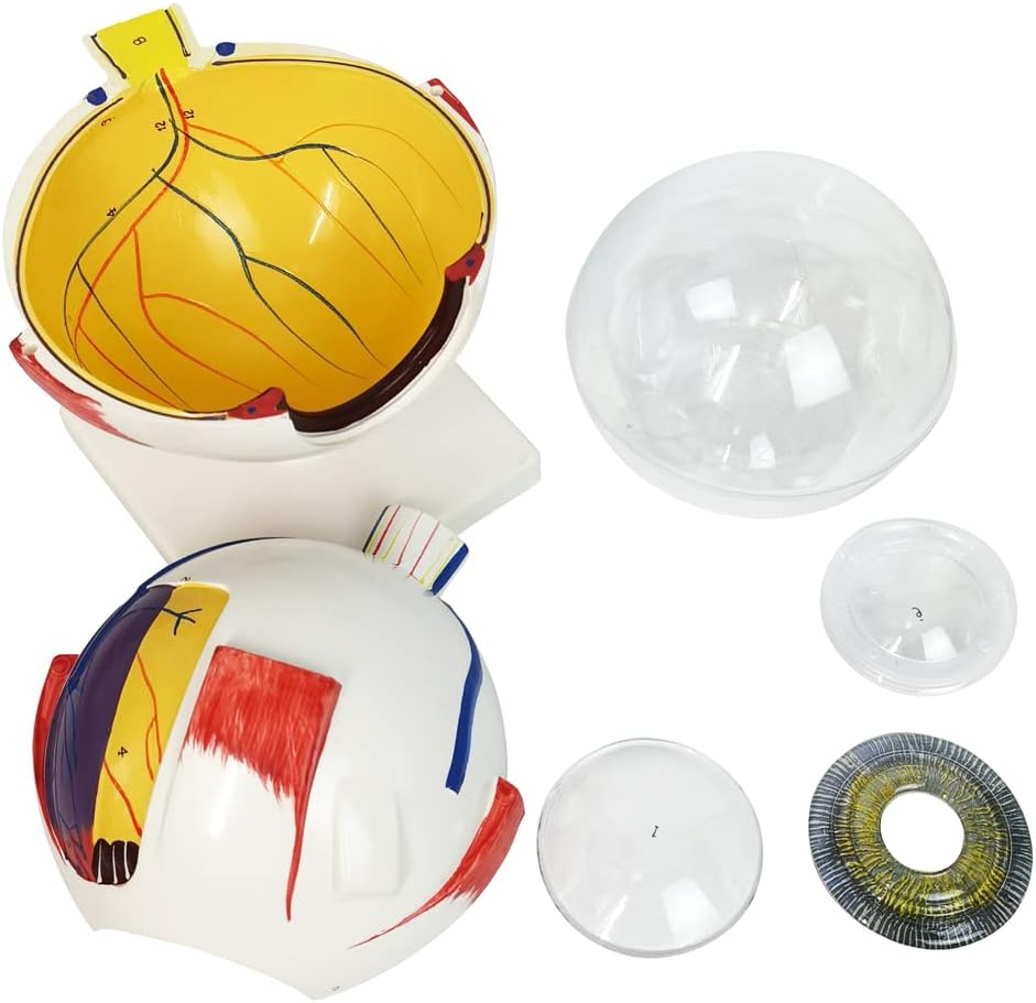 NEW HORIZON 6X Enlarged Human Eye Anatomical Nepal | Ubuy