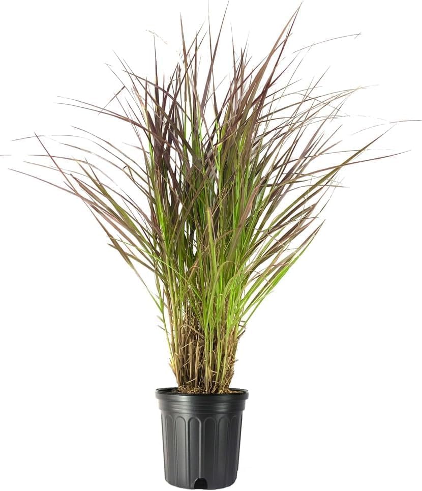 Pennisetum Rubrum Red