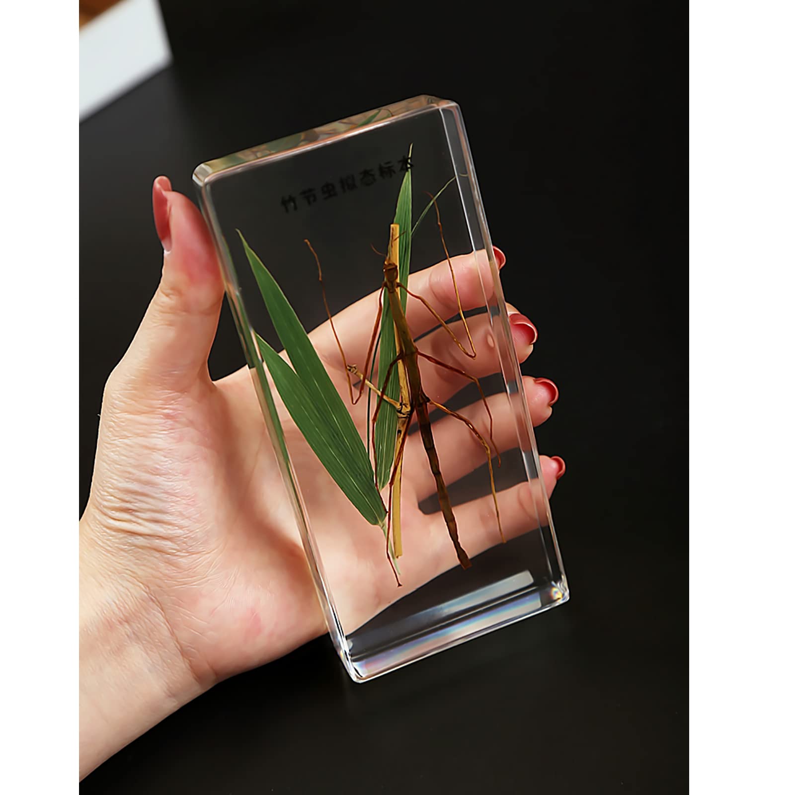 Buy Insect Specimen Insect Resin Insect Taxidermy,Bug/Stick Insect ...