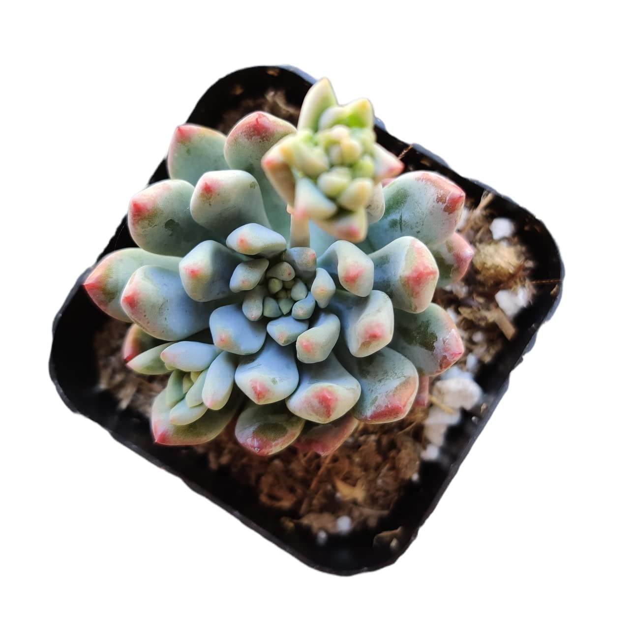 Amazon.com : USKC Live Succulent Cactus Plants (2“Pot Sedeveria Blue ...