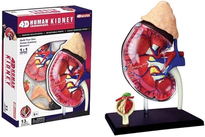 Amazon.com: 4D Master Human Anatomy Kidney Model Kit, One Color : Toys ...