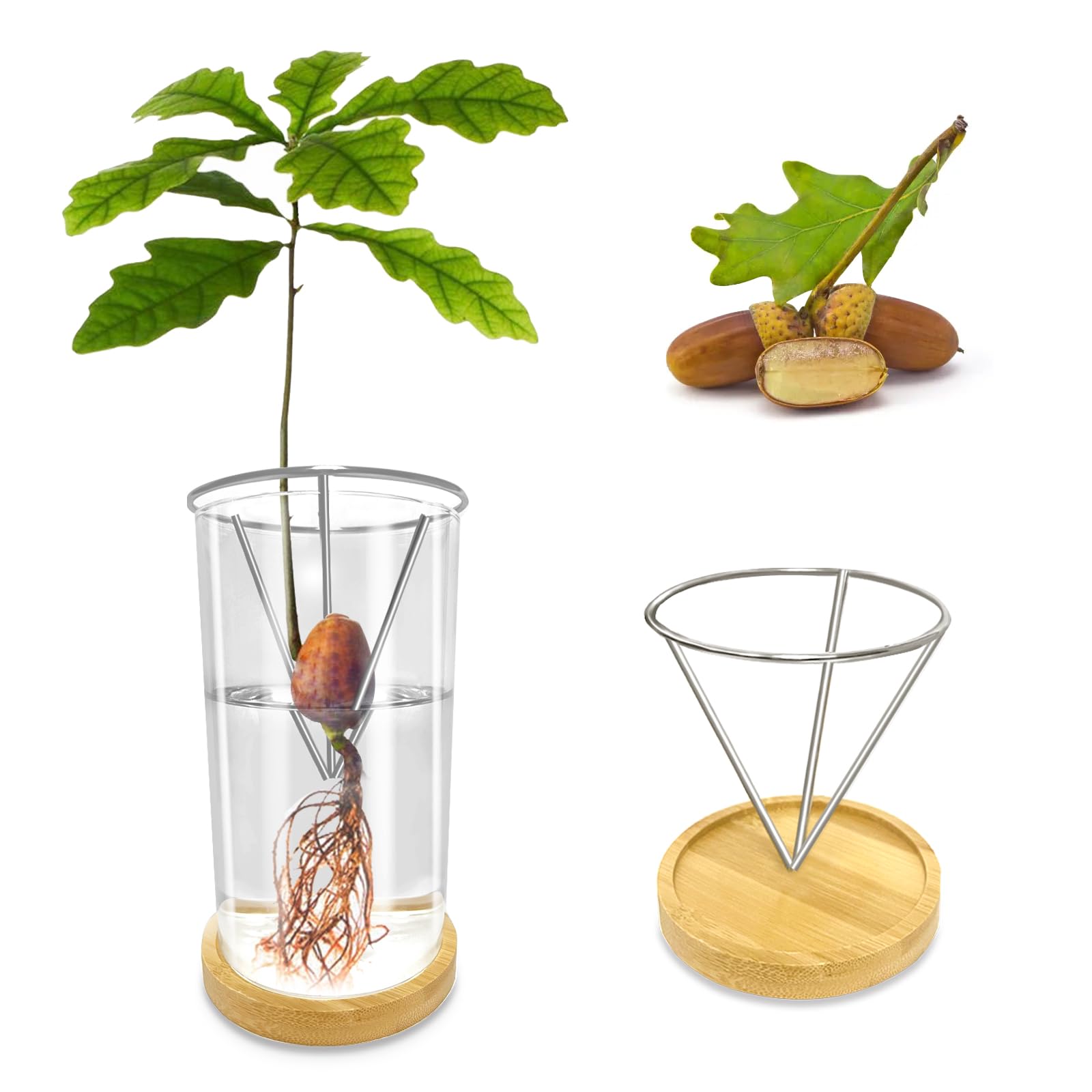 Amazon.com : KONIDUN Glass Acorn Sprouting Seed Starter Vase - Acorns ...