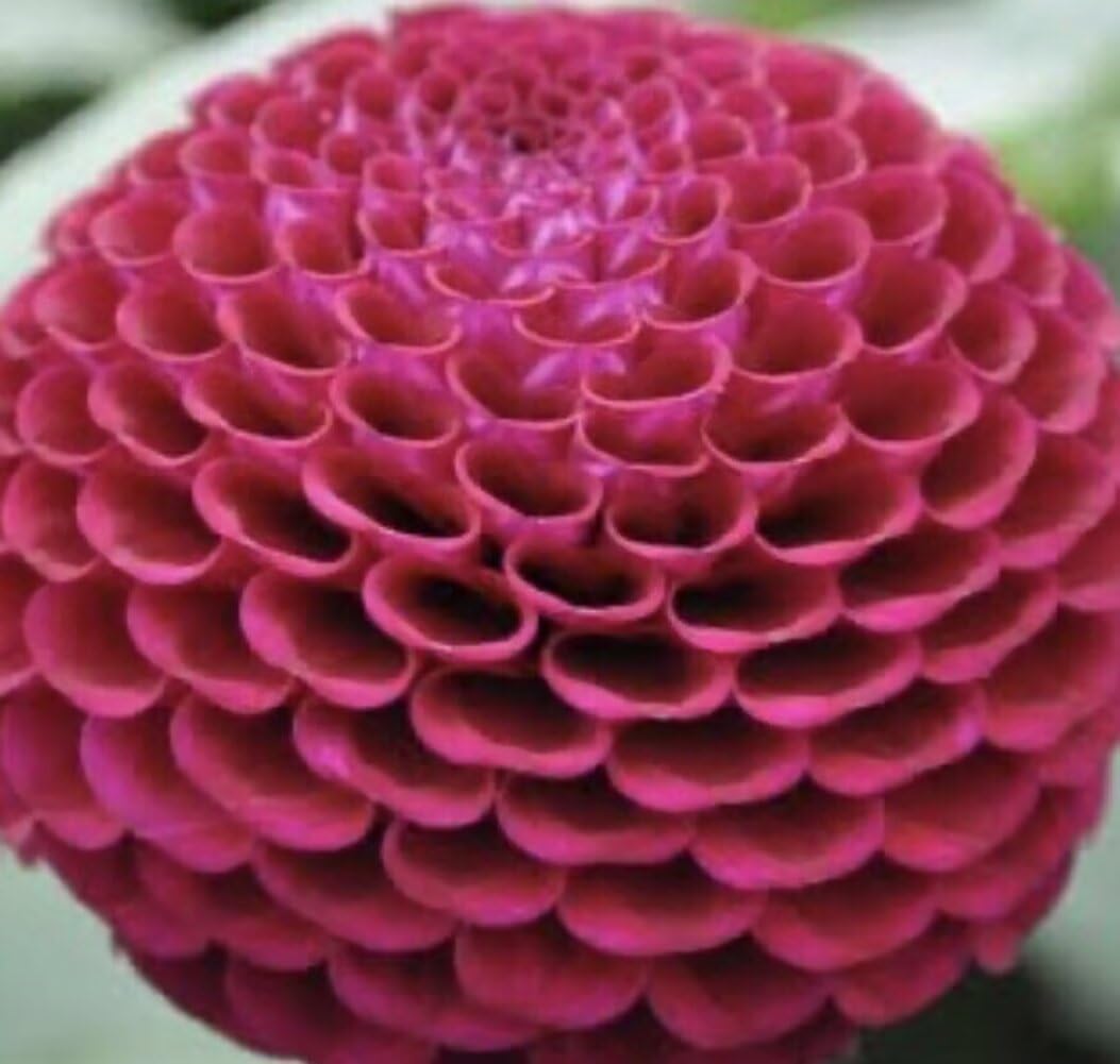 Amazon.com : Purple Magic Dahlia - Perennial Dahlia Bulb/Tuber/Rhizome ...