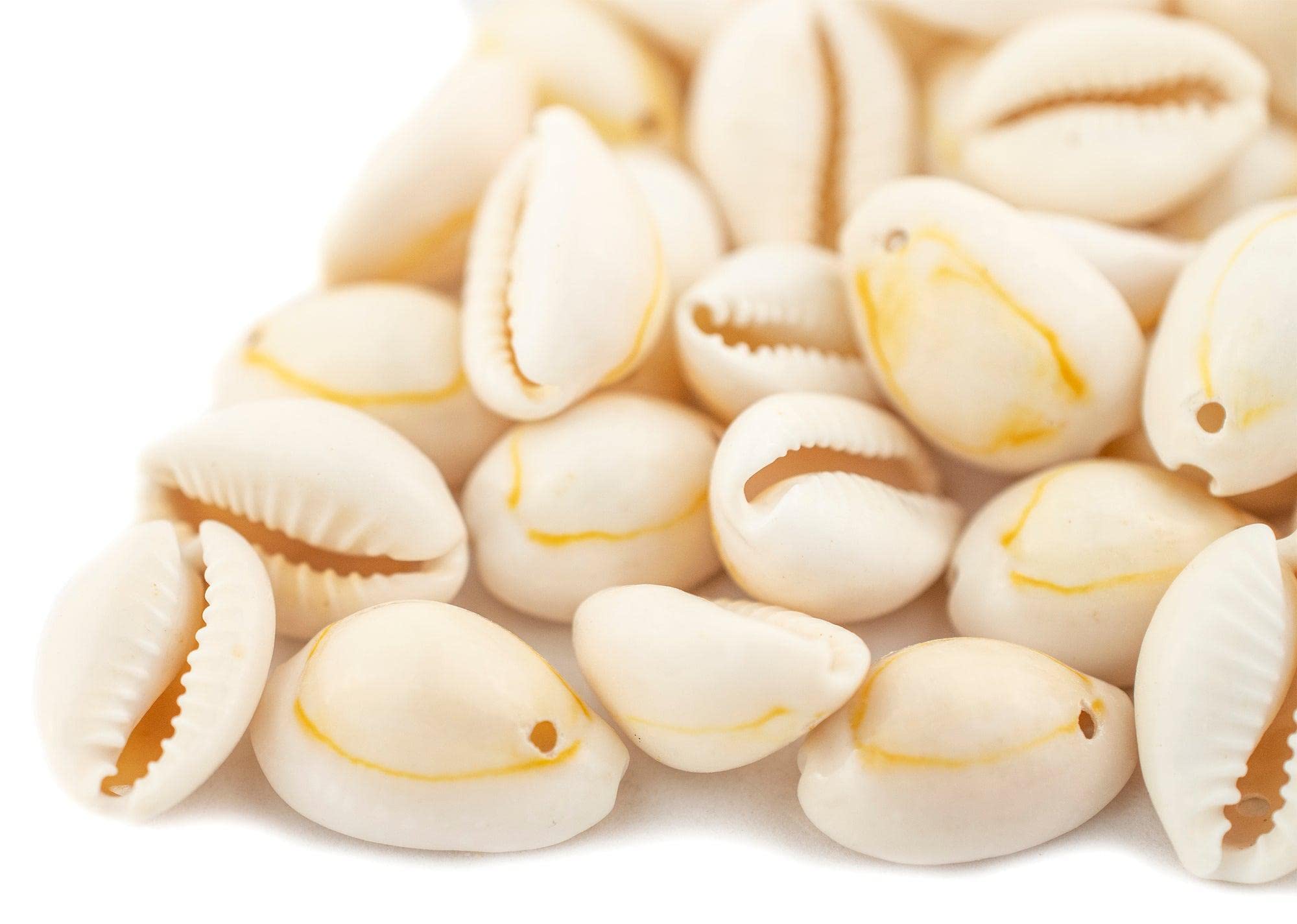 Amazon.com: TheBeadChest Beige Drilled Cowrie Shells Large 13mm White ...